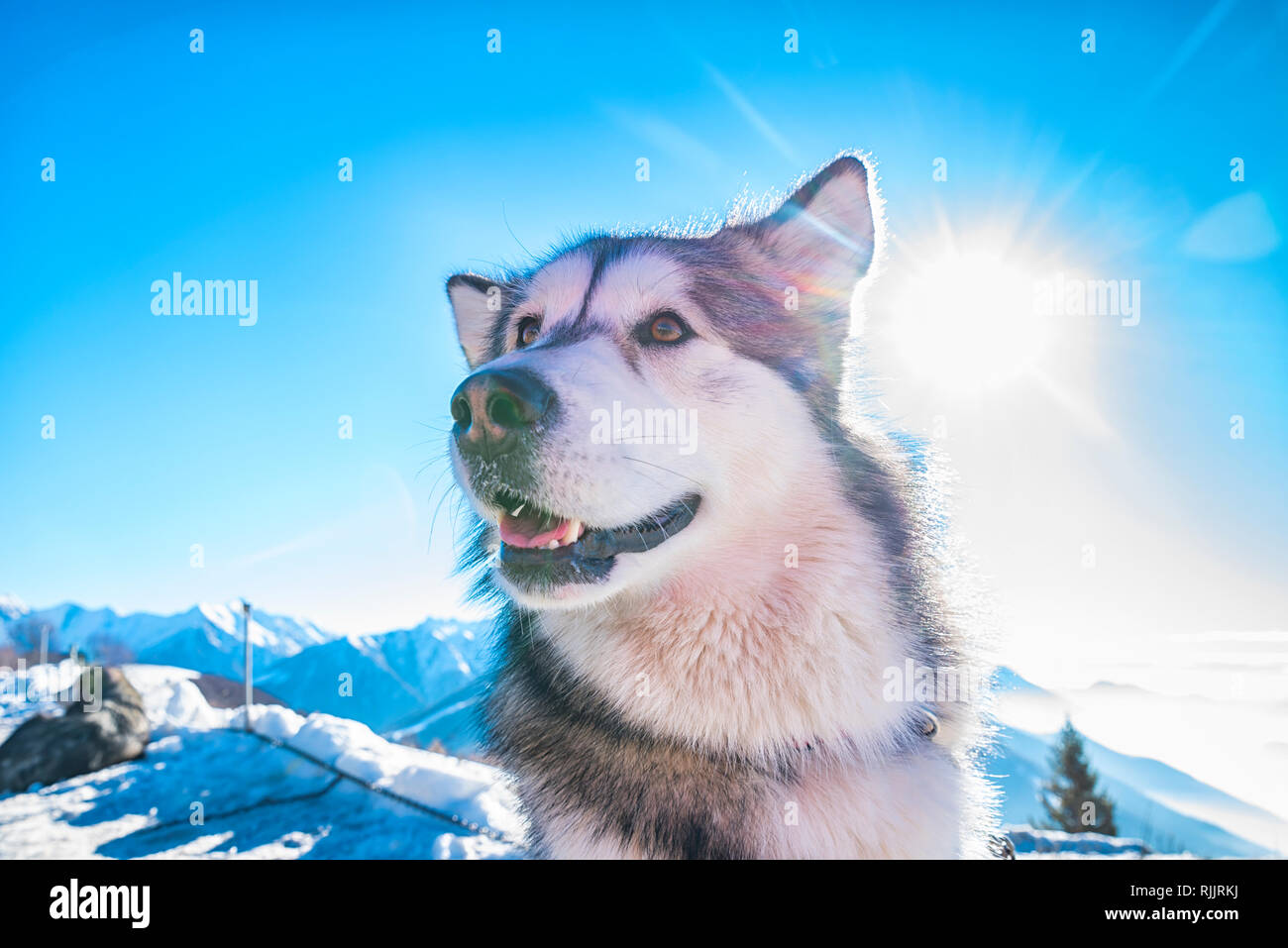 Alaskan malamute and sleddog scene in the alps Stock Photo - Alamy