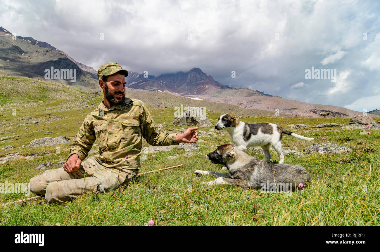 Georgian shepherd with young dogs at the foot of Mount Kazbek near ...