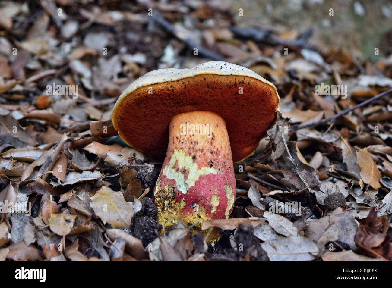 Ddevil's bolete, Boletus satanas mushroom is growing in the forest in ...