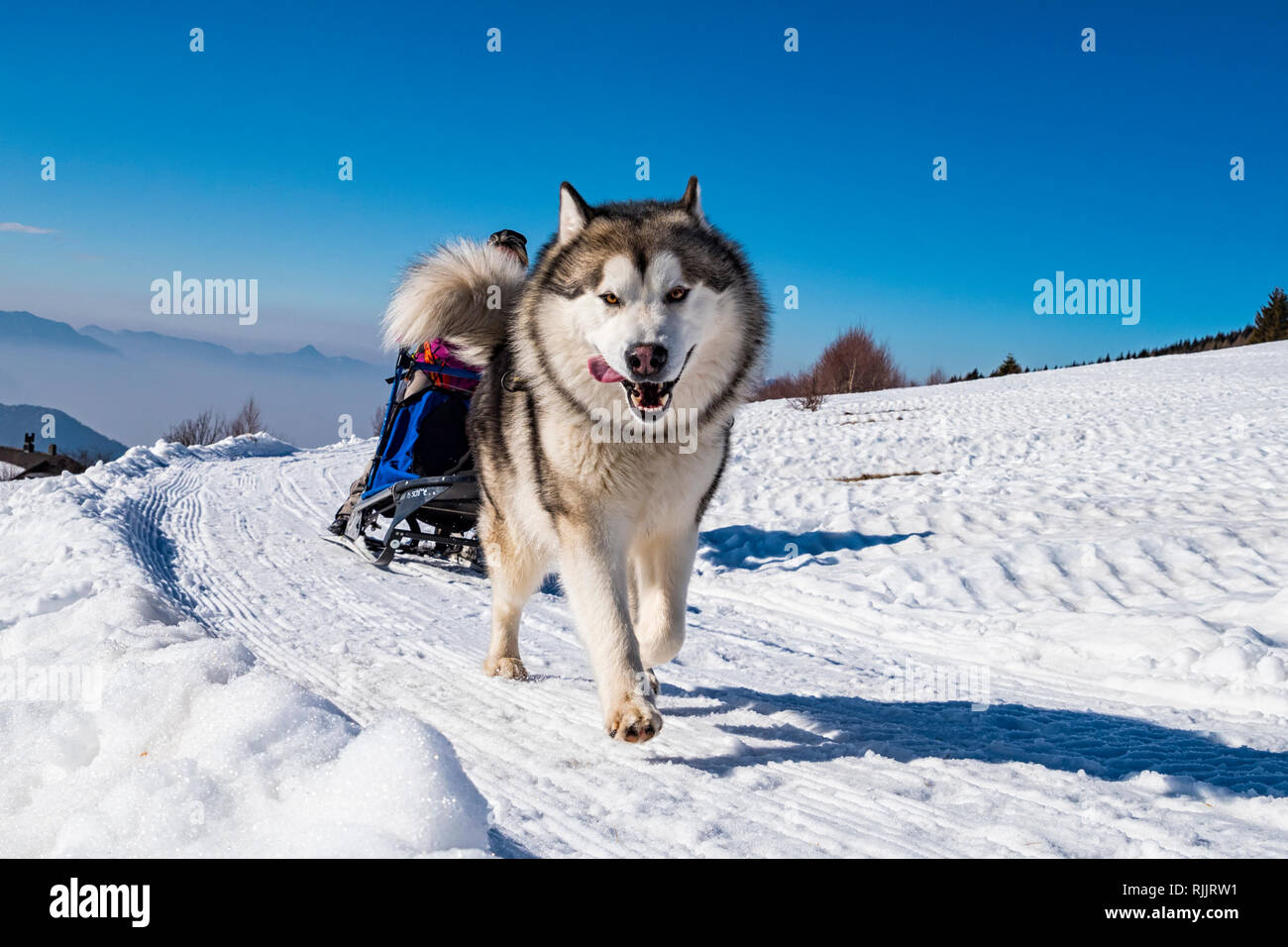 Alaskan malamute and sleddog scene in the alps Stock Photo - Alamy