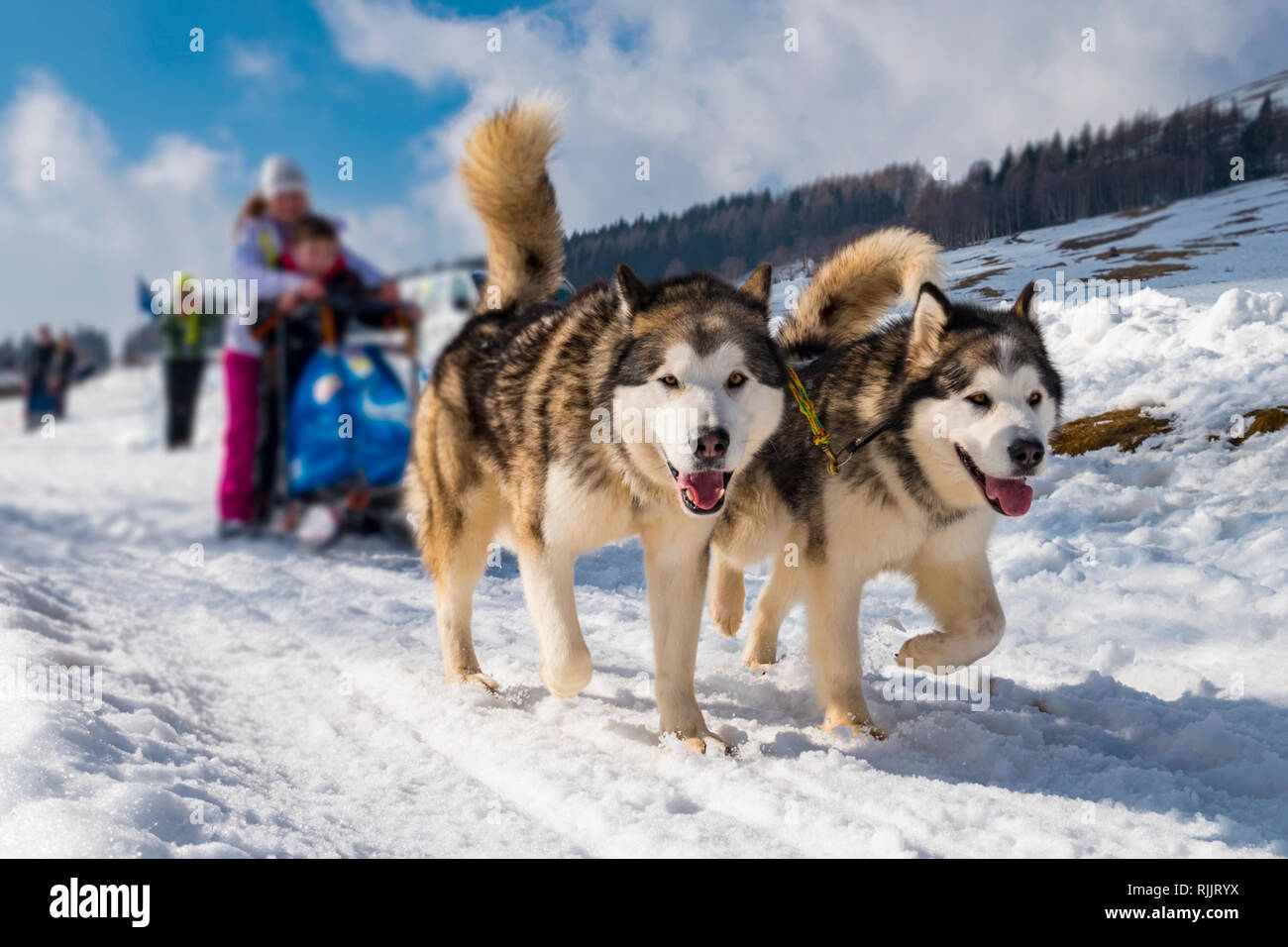 Alaskan malamute and sleddog scene in the alps Stock Photo - Alamy