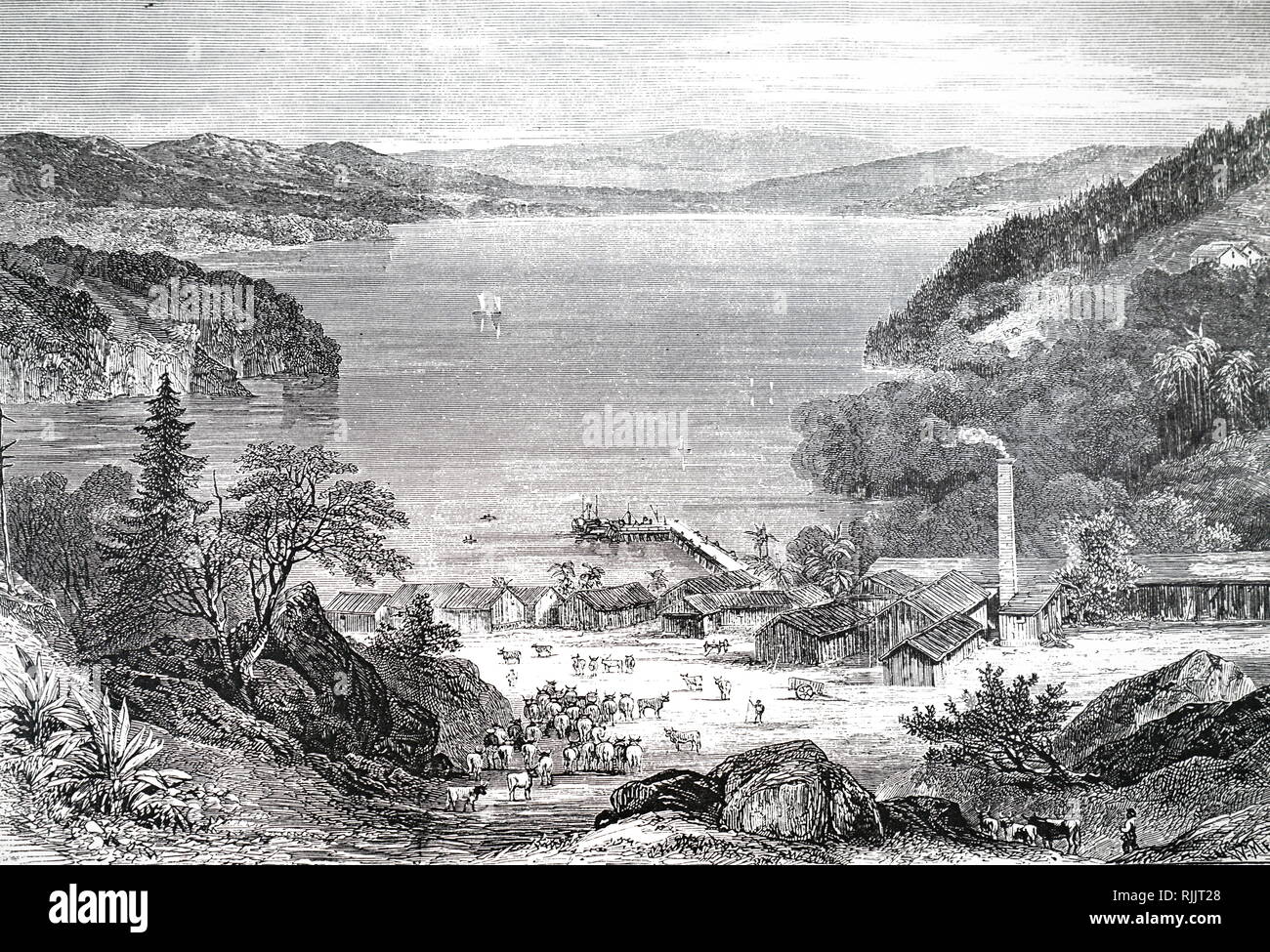 An engraving depicting an Australian meat curing factory which produced ...