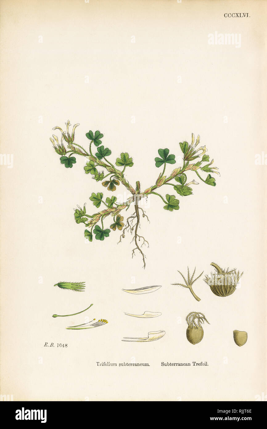 Antique Hand-Colored English Victorian Botanical Illustration, Circa ...