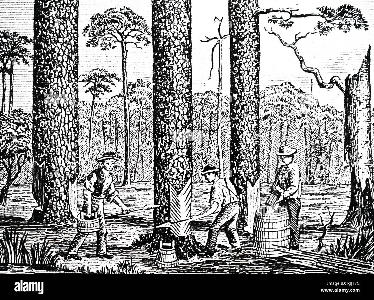 An engraving depicting the process of making turpentine: here dipping ...