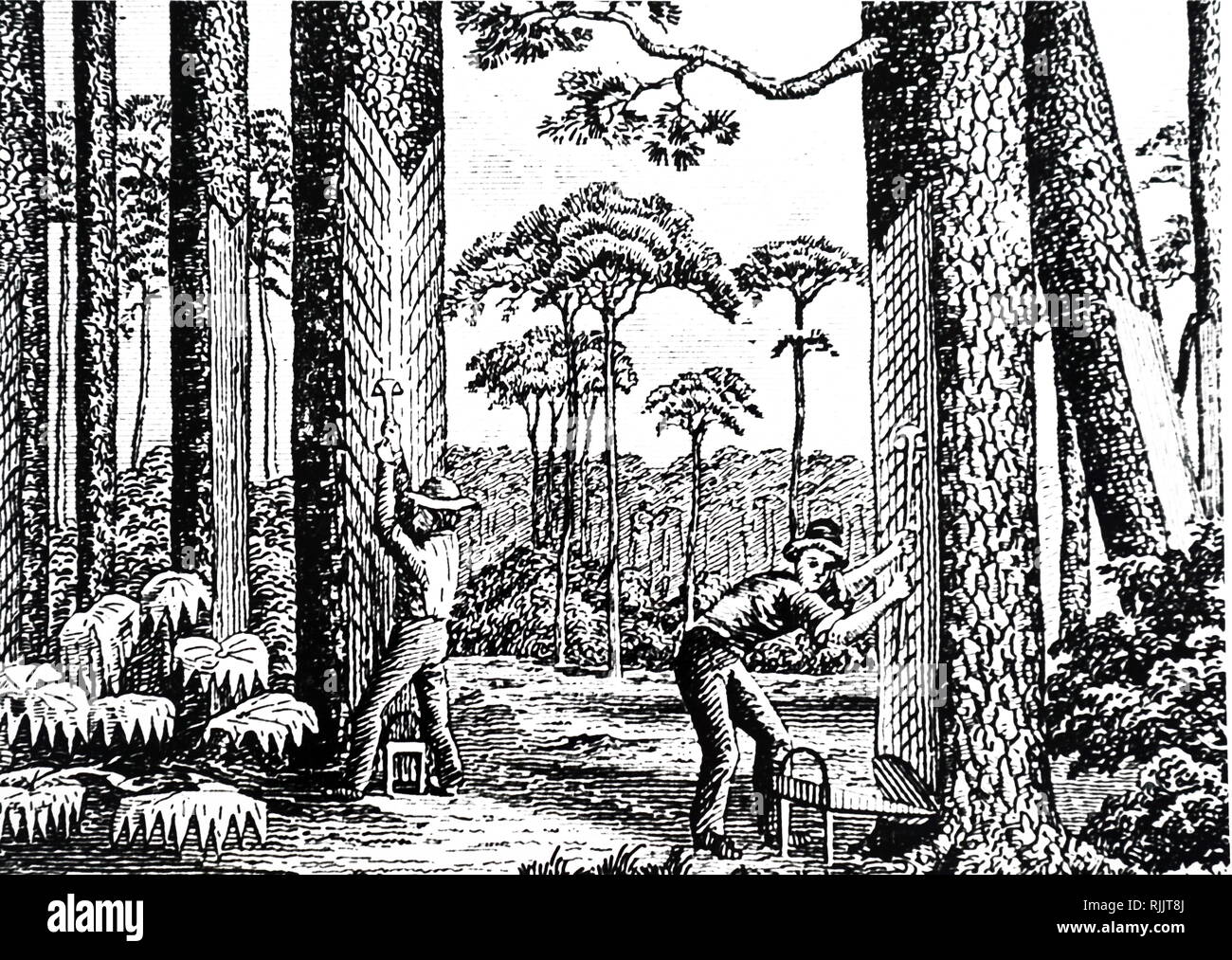 An engraving depicting the process of making turpentine: here dipping ...