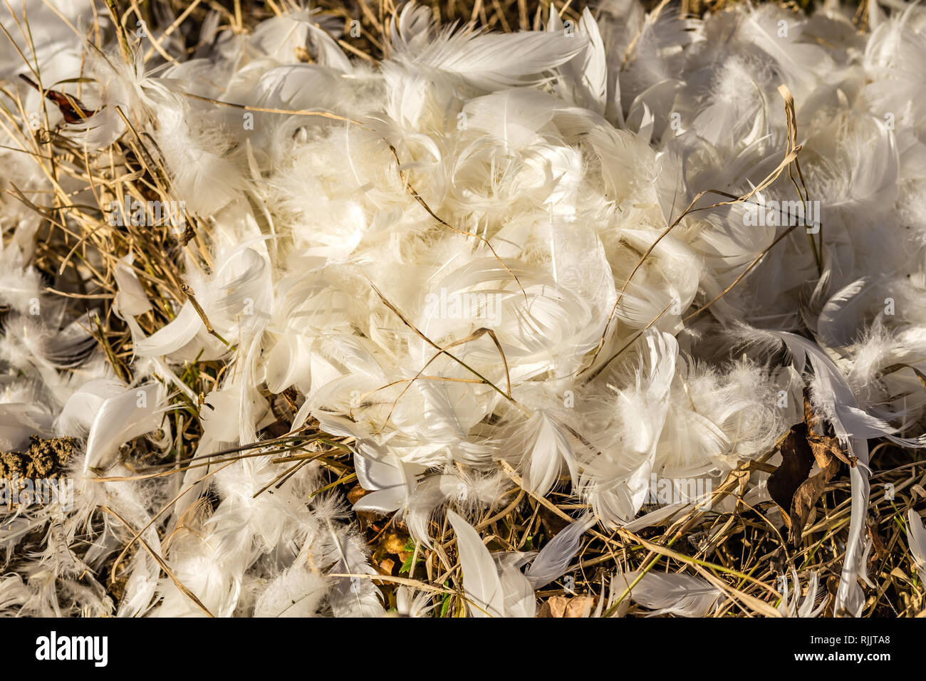 Chicken feathers hi-res stock photography and images - Alamy