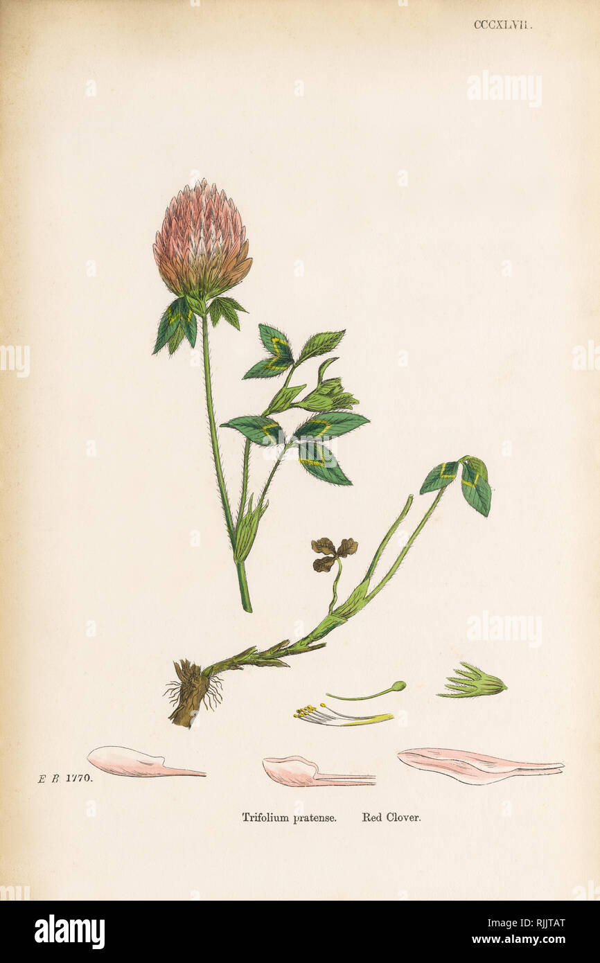 Antique Hand-Colored English Victorian Botanical Illustration, Circa ...