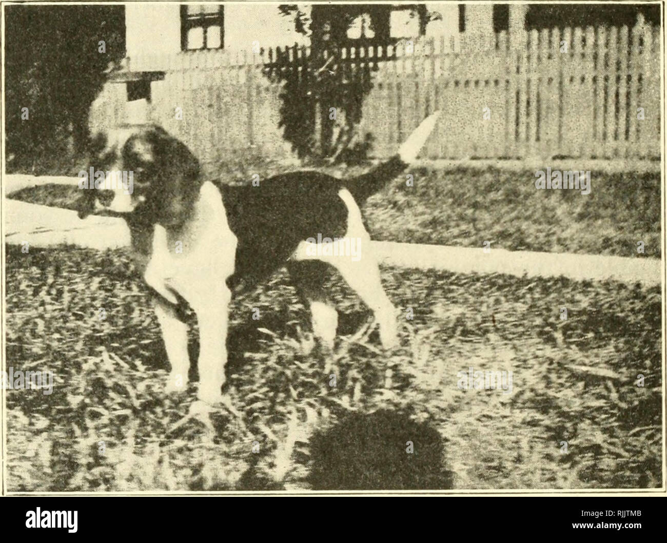 Are Beagles Intelligent