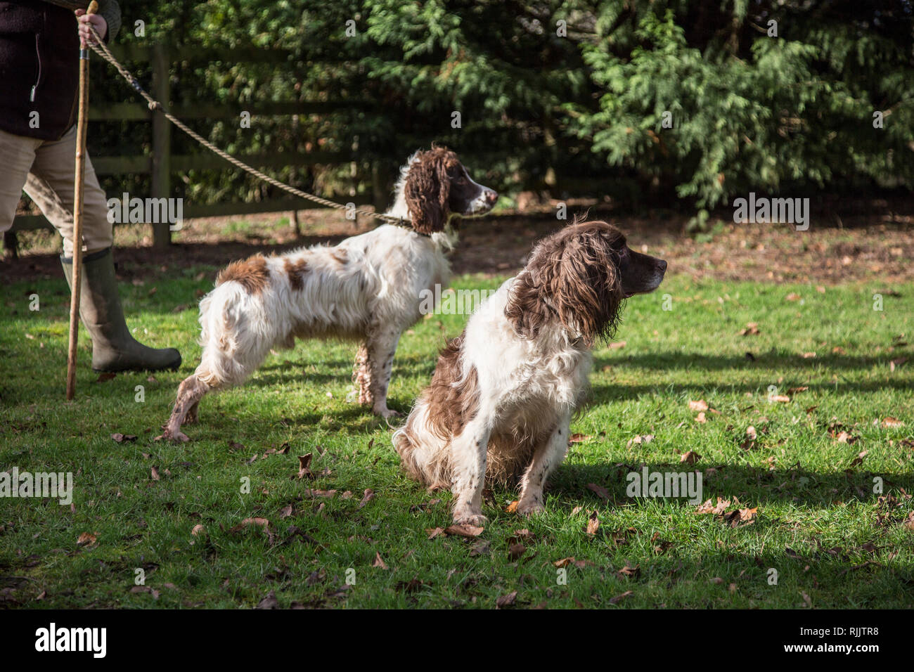 Springer Spaniel working dogs, liver and white working Springer spaniel ...