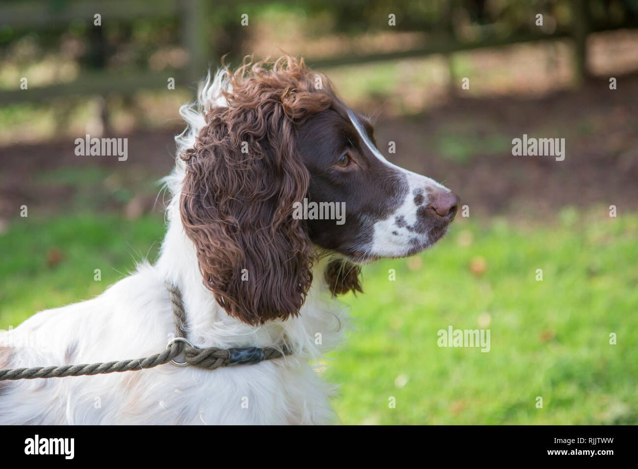 Springer Spaniel working dogs, liver and white working Springer spaniel ...