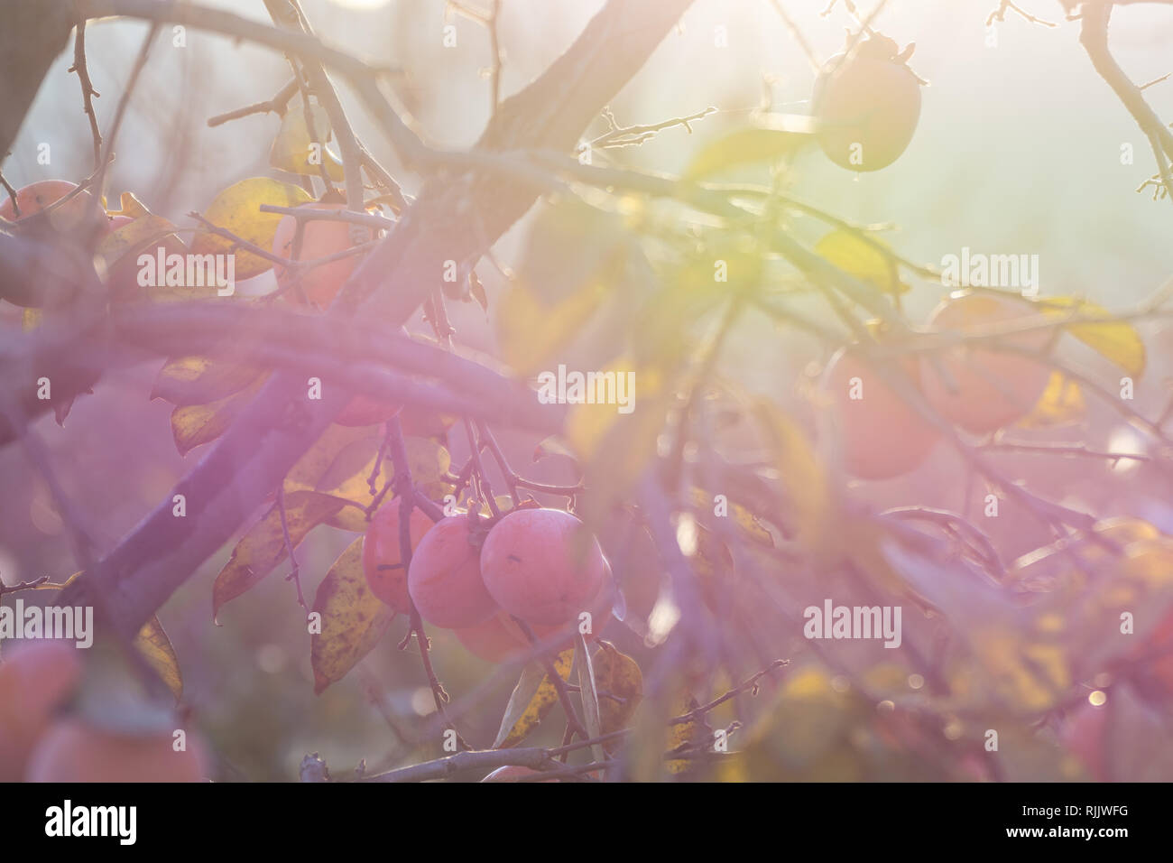 Persimmon tree garden hi-res stock photography and images - Alamy