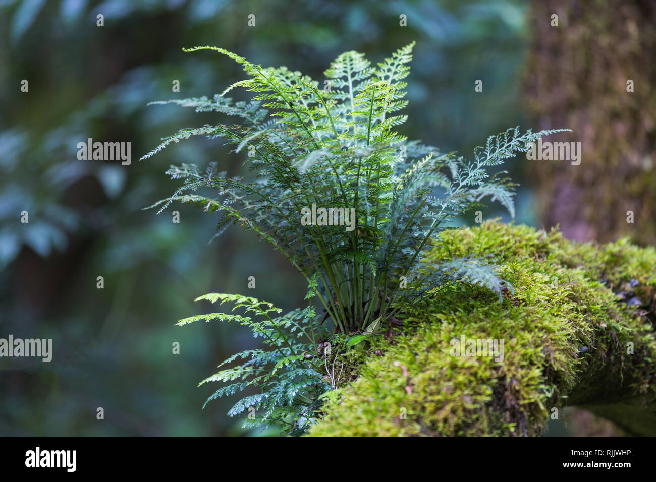 Fern in a tree Stock Photo - Alamy