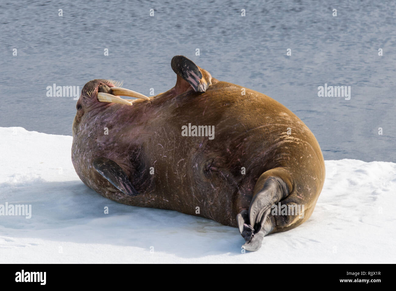 Group of walrus odobenus rosmarus resting on the ice hi-res stock ...