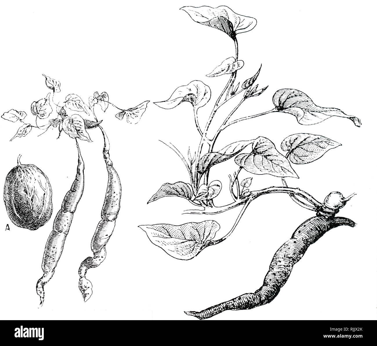 Batatus edulis hi-res stock photography and images - Alamy