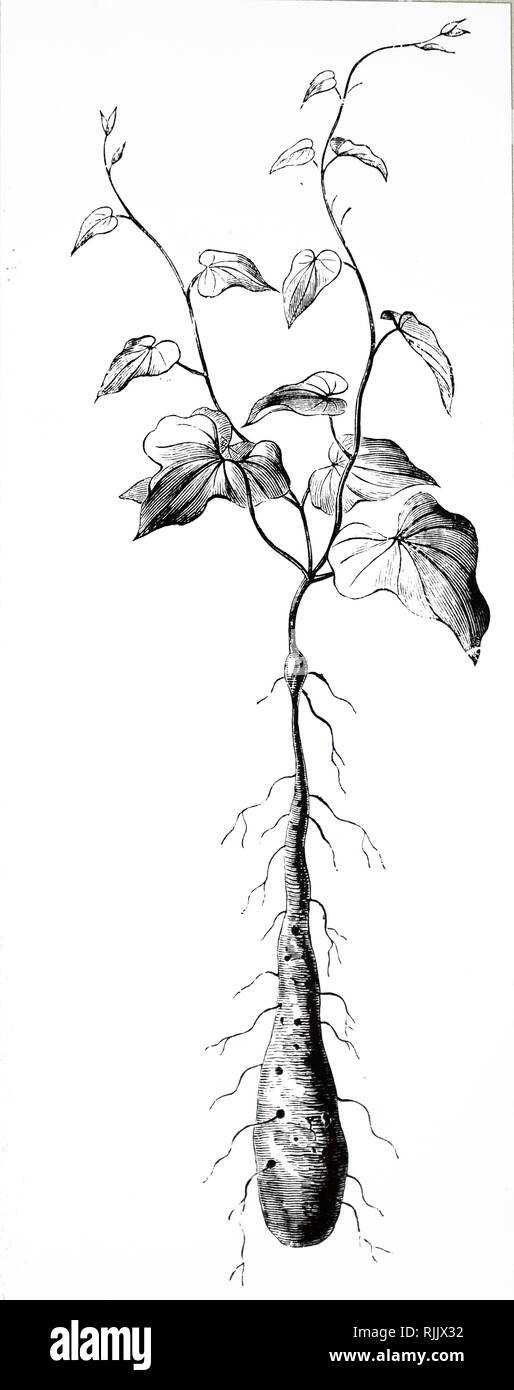An engraving depicting a Batatus Edulis (sweet potatoes). Dated 19th ...