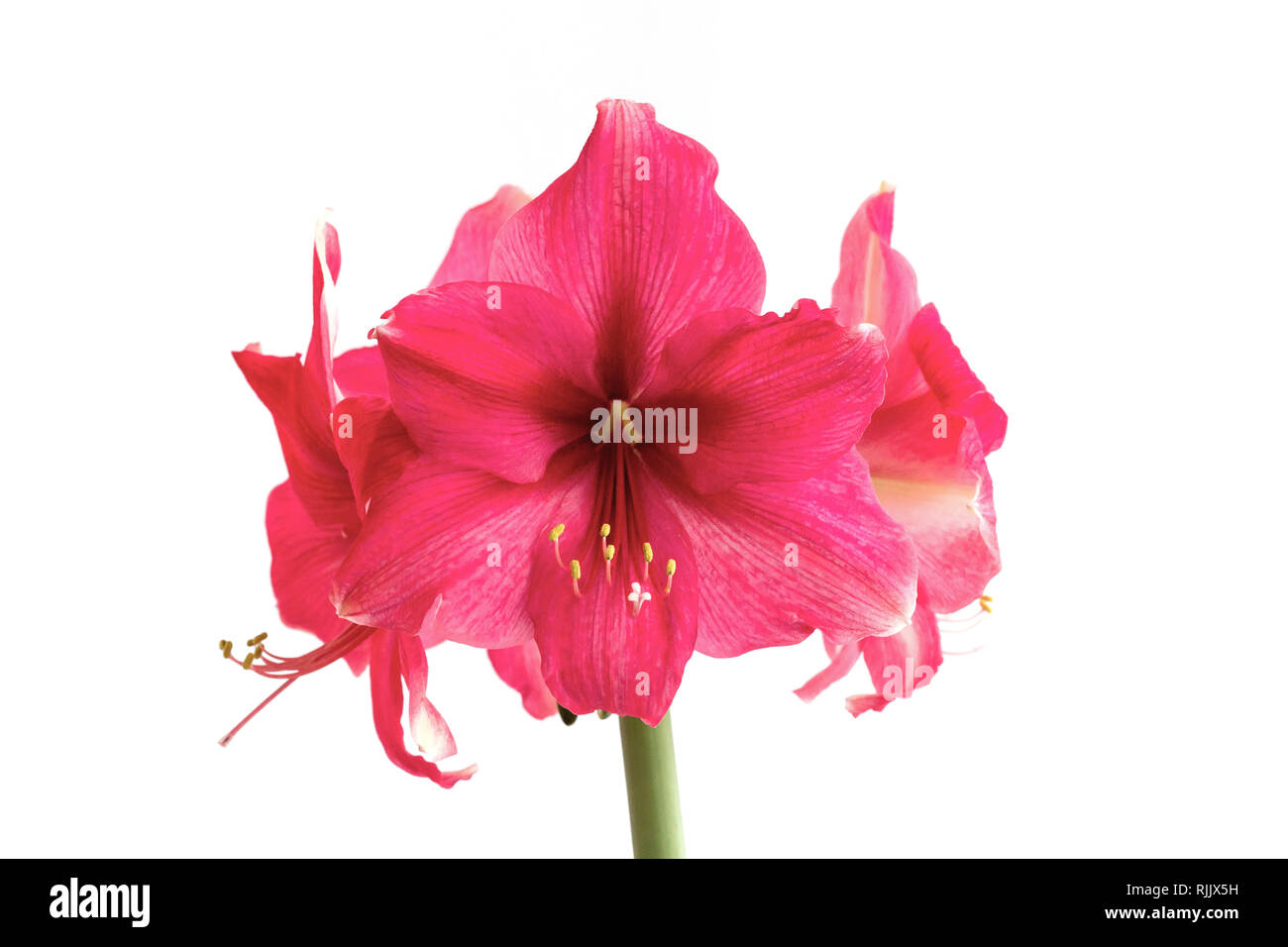 Beautiful flowers of the bulbous plant Hippeastrum. Pink flowers on a ...