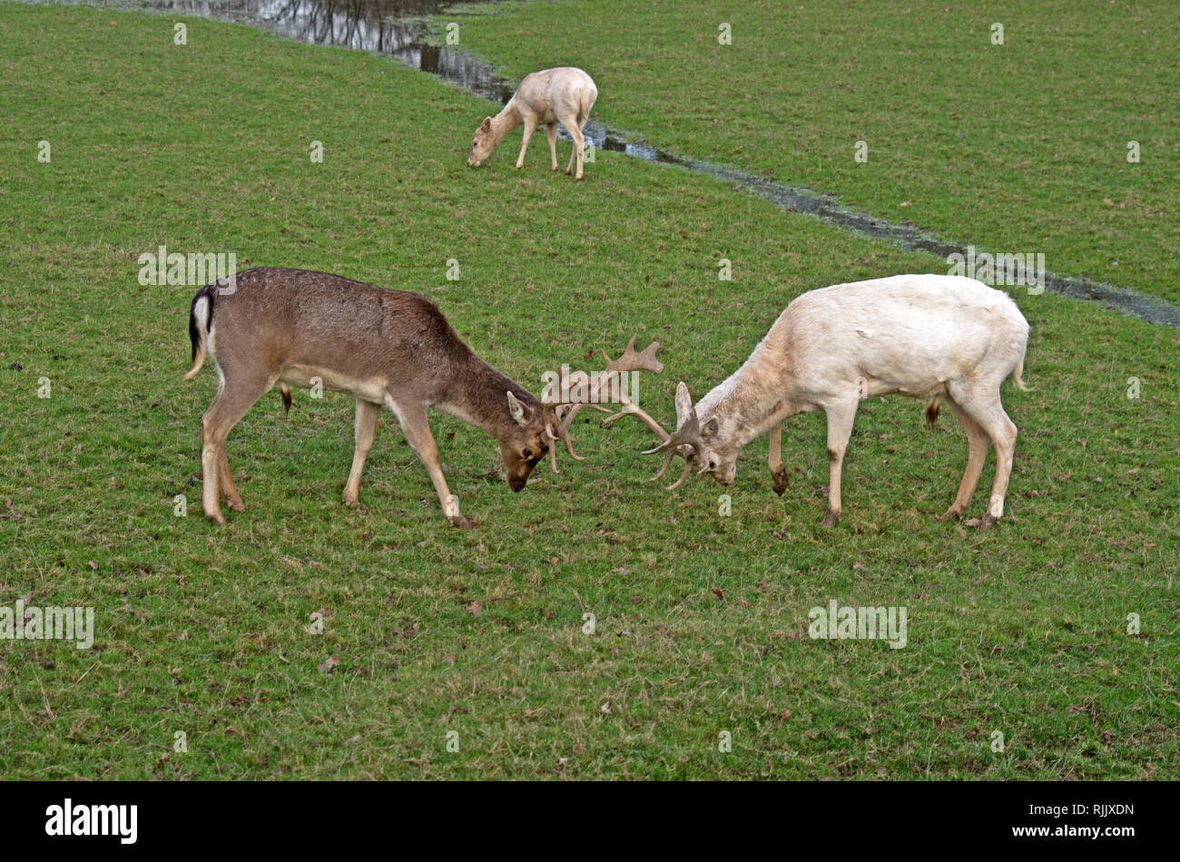 FALLOW DEER Cervus Dama Rut Stock Photo - Alamy