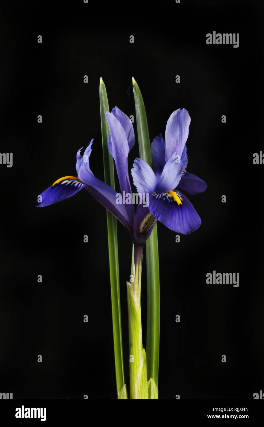 Crocus iris flower isolated against black Stock Photo - Alamy