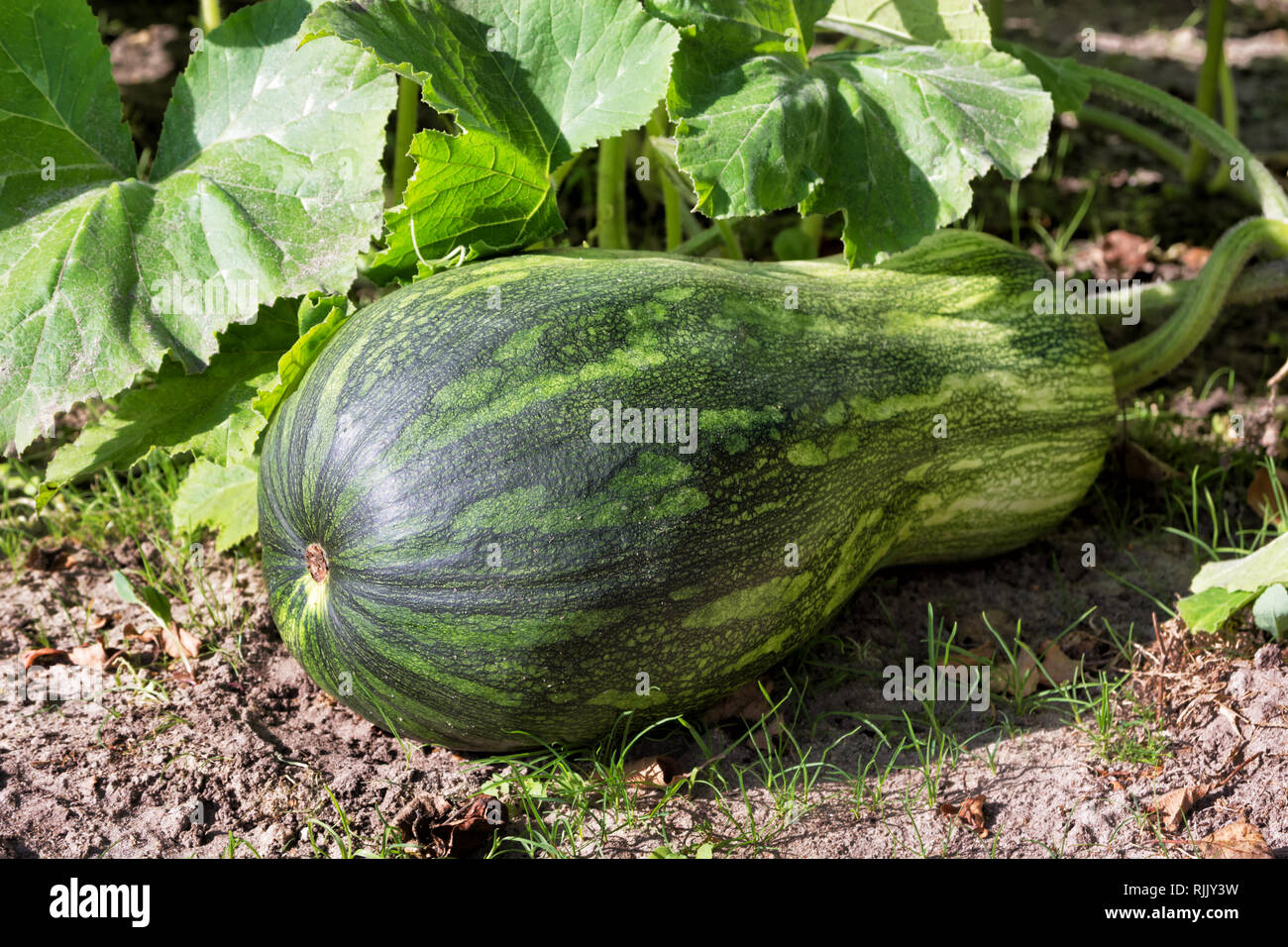 Green gourd maturing on a garden bed Stock Photo - Alamy