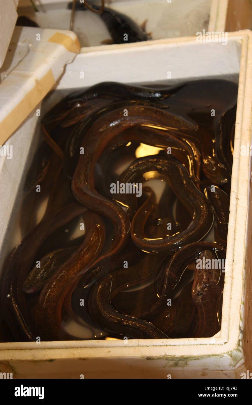 Snakes of china hi-res stock photography and images - Alamy