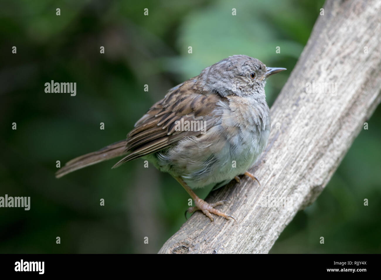 Dunnock (Prunella modularis Stock Photo - Alamy