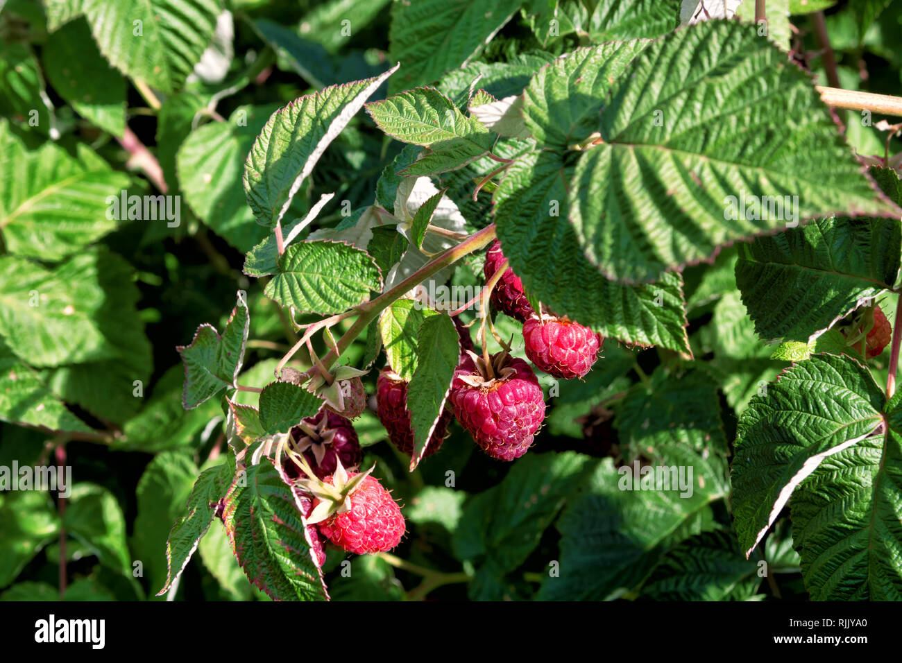 Raspberry Bush High Resolution Stock Photography and Images - Alamy