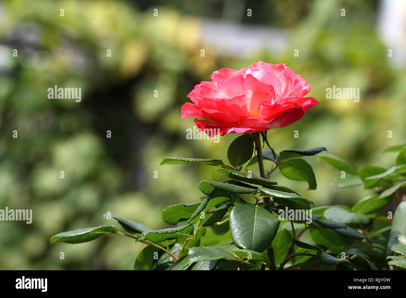 Bunch of dying red roses hi-res stock photography and images - Alamy