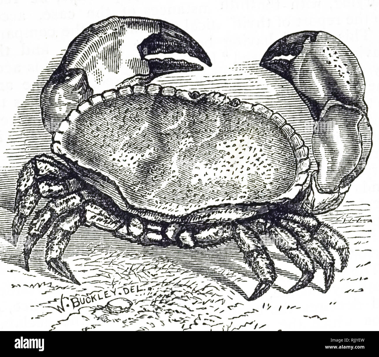 Cancer pagurus mediterranean hi-res stock photography and images - Alamy