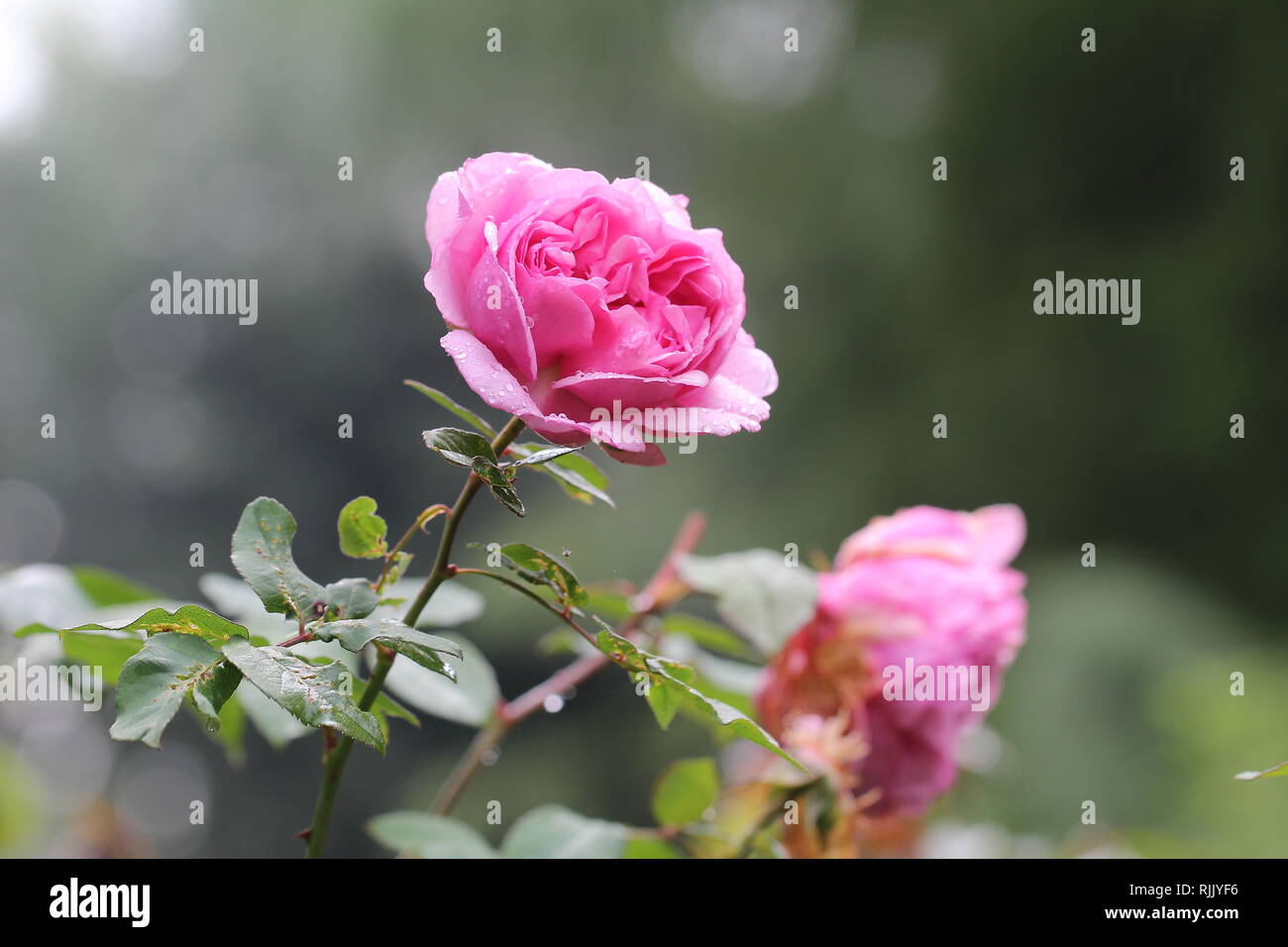 Bunch of dying red roses hi-res stock photography and images - Alamy