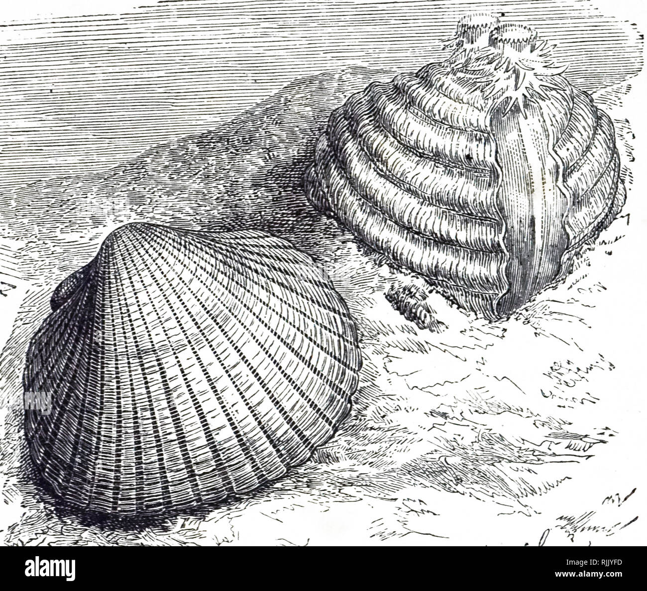 An engraving depicting cockle a small, edible, marine bivalve mollusc ...