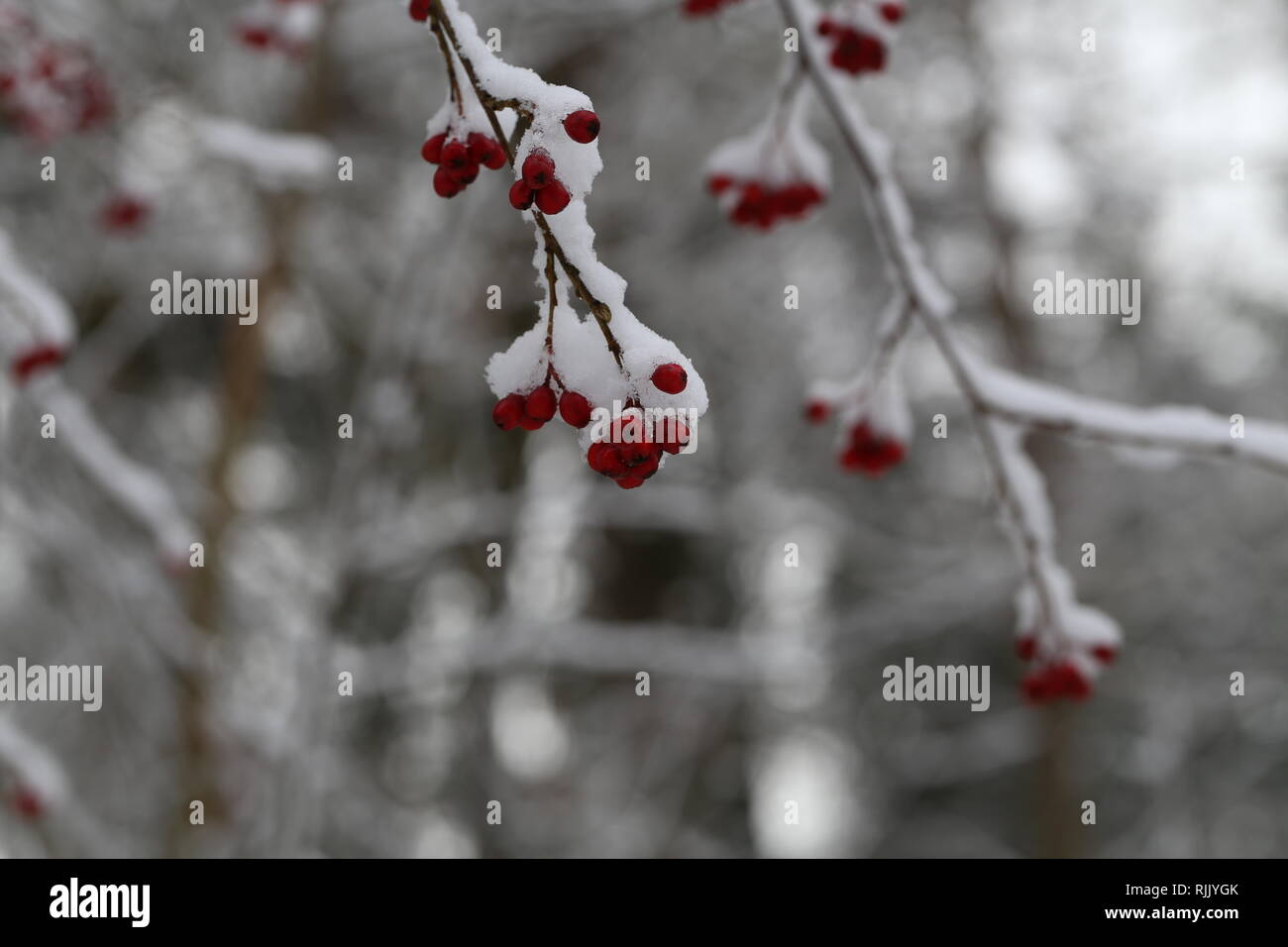 Branch with red berries in the cold Stock Photo - Alamy