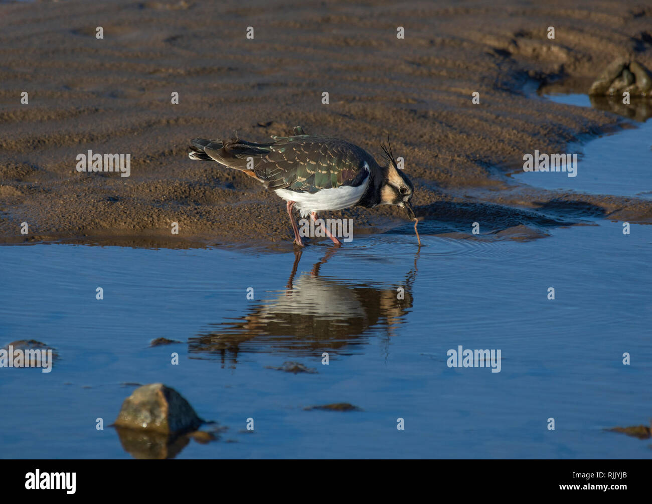 Bird pulling worm hi-res stock photography and images - Alamy