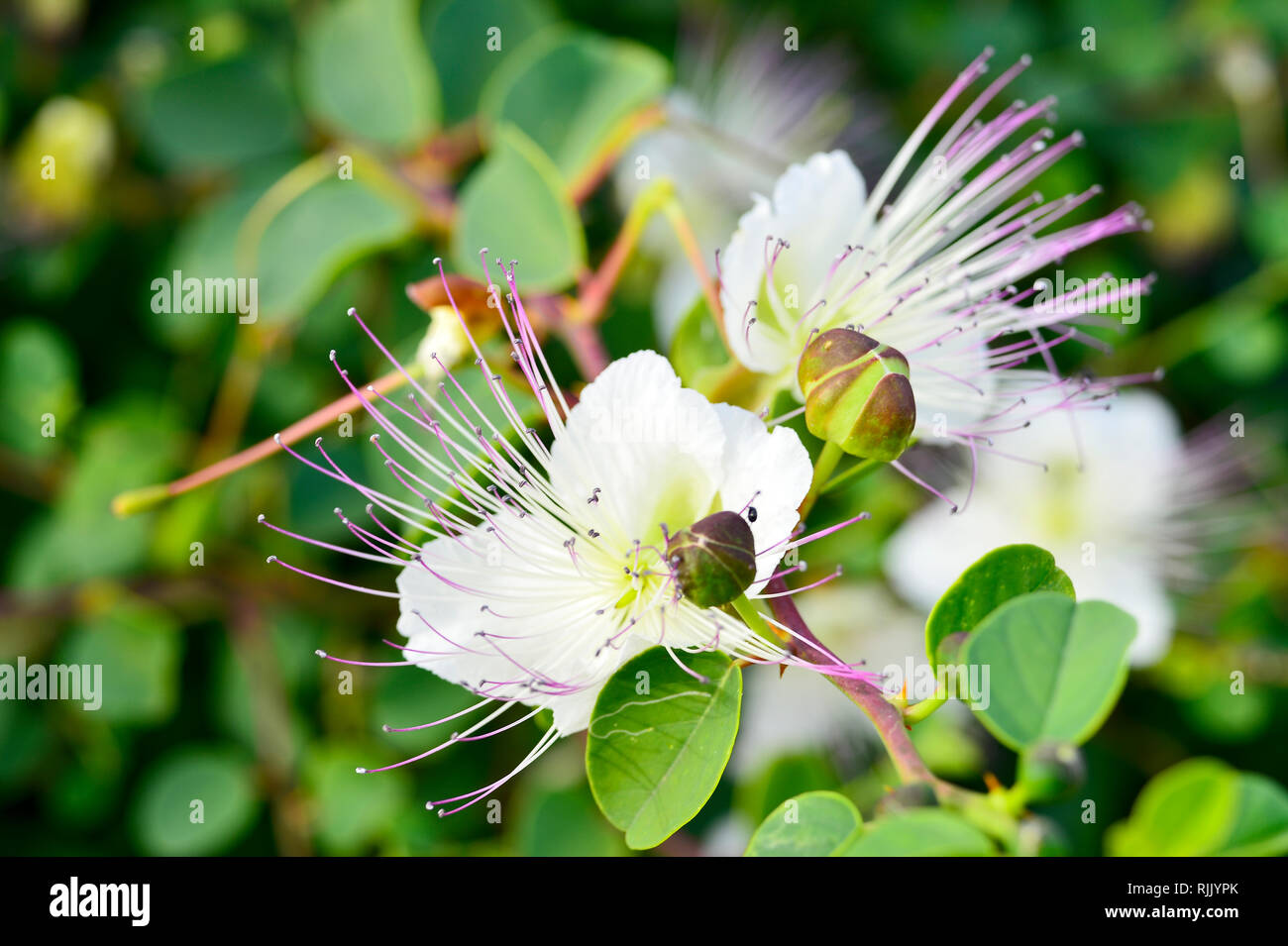 Large white flower with pink stamens shrub Myrtus. The Island Of Cyprus ...