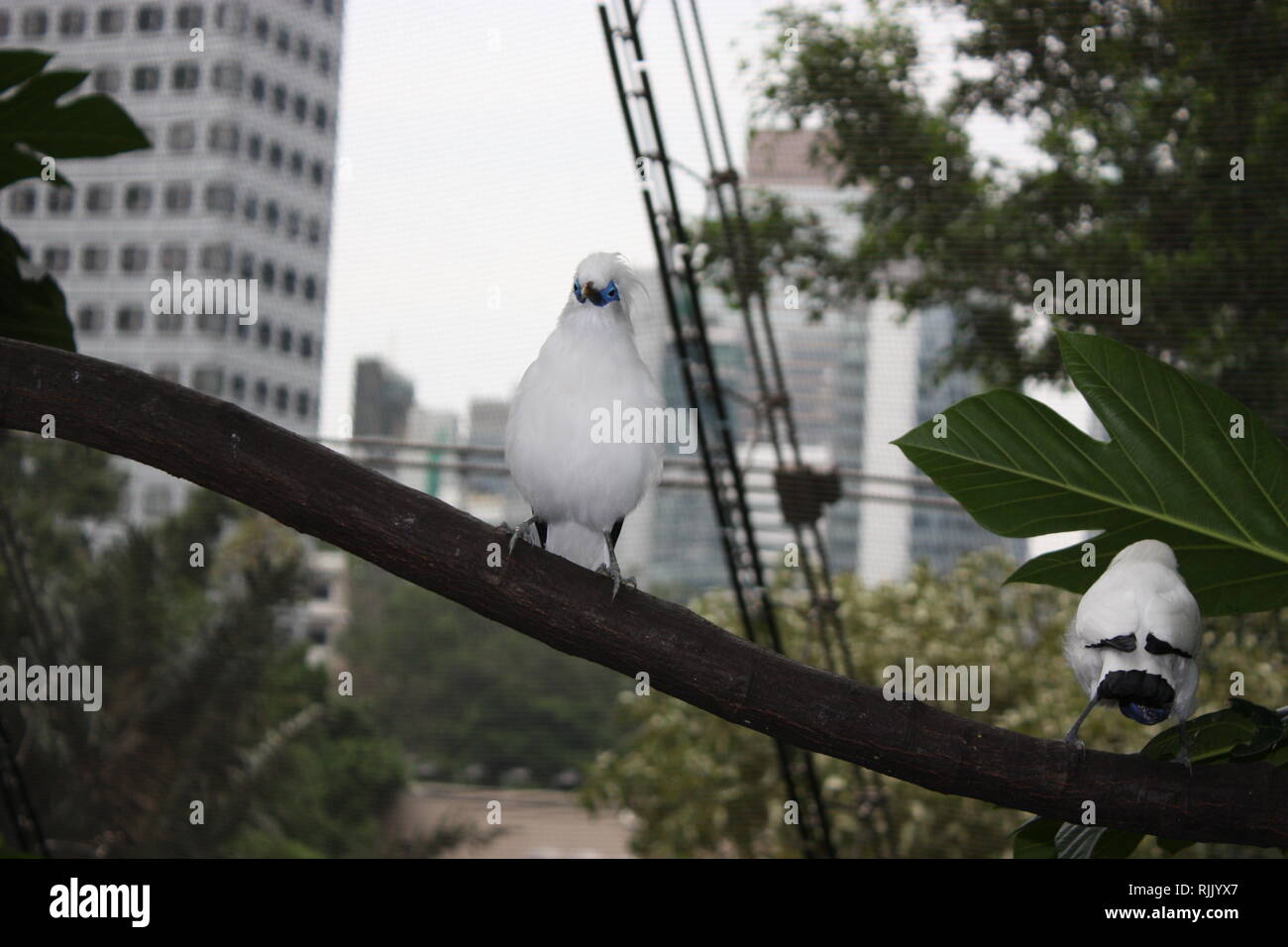 Birds of china hi-res stock photography and images - Alamy