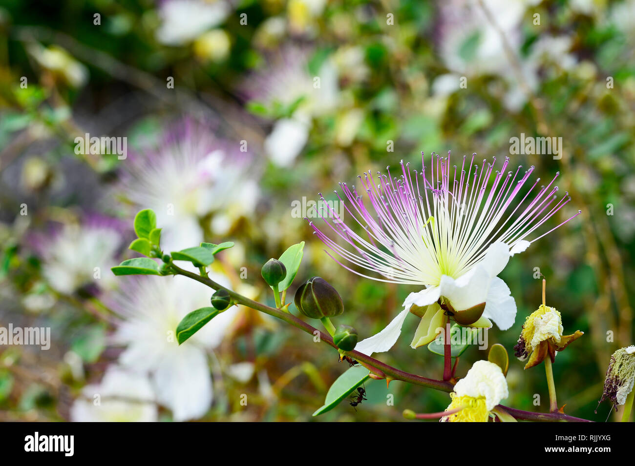 Myrtle Bush strewn with white flowers with pink stamens on the island ...