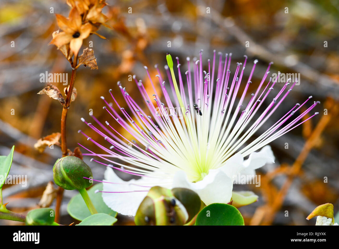 Large white flower with pink stamens shrub Myrtus. The Island Of Cyprus ...