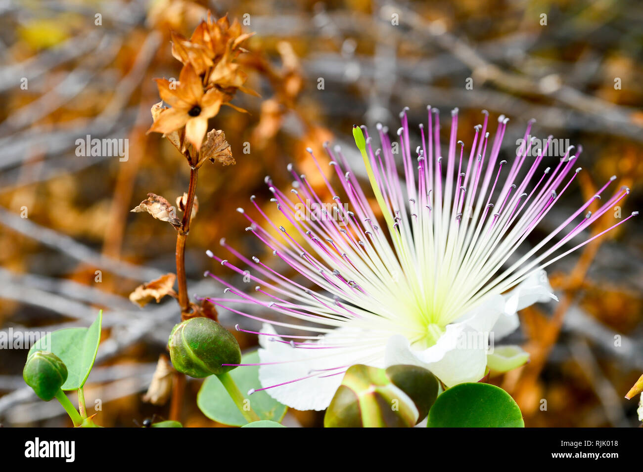 Large white flower with pink stamens shrub Myrtus. The Island Of Cyprus ...