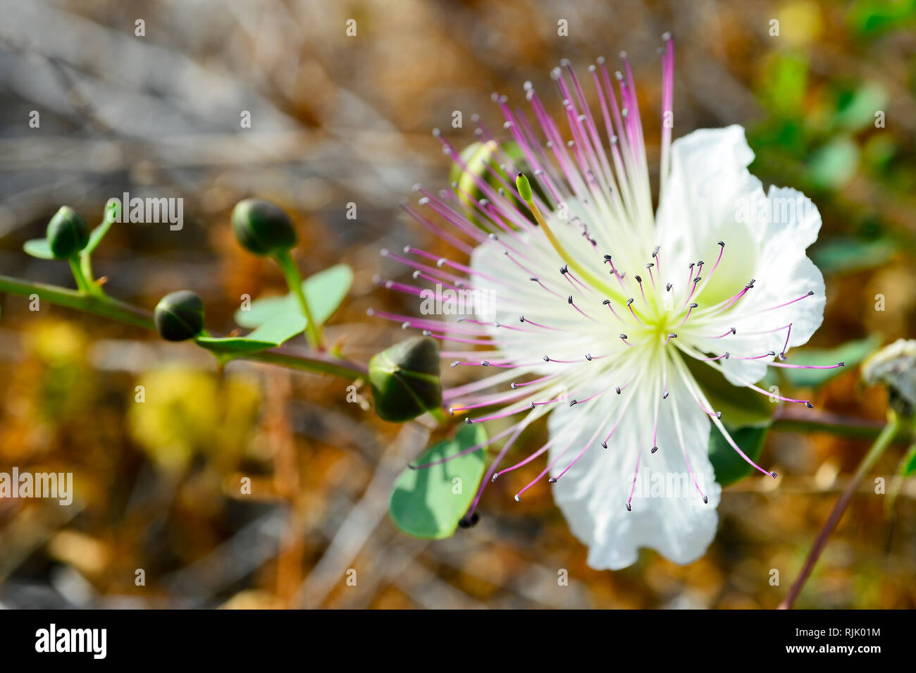 Large white flower with pink stamens shrub Myrtus. The Island Of Cyprus ...