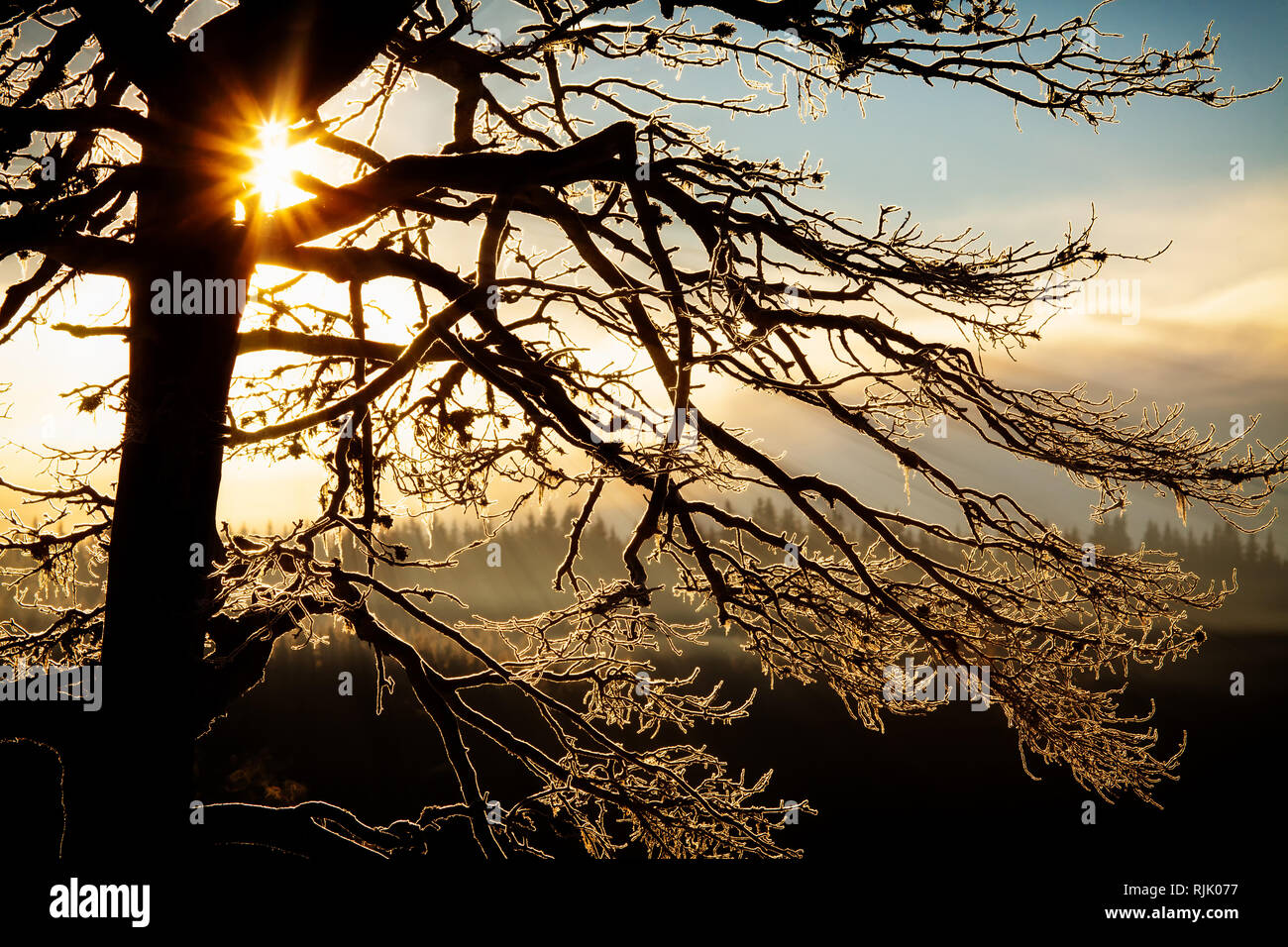 Sun rays through trees in winter cold morning, nature details Stock ...
