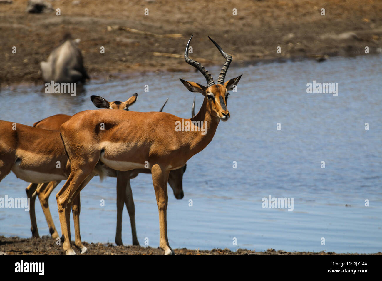 Impalas am Wasserloch in Namibia Stock Photo - Alamy