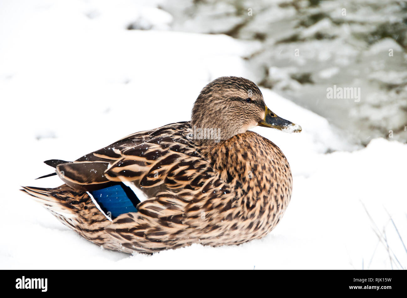 Mallard Duck Mounts Sitting