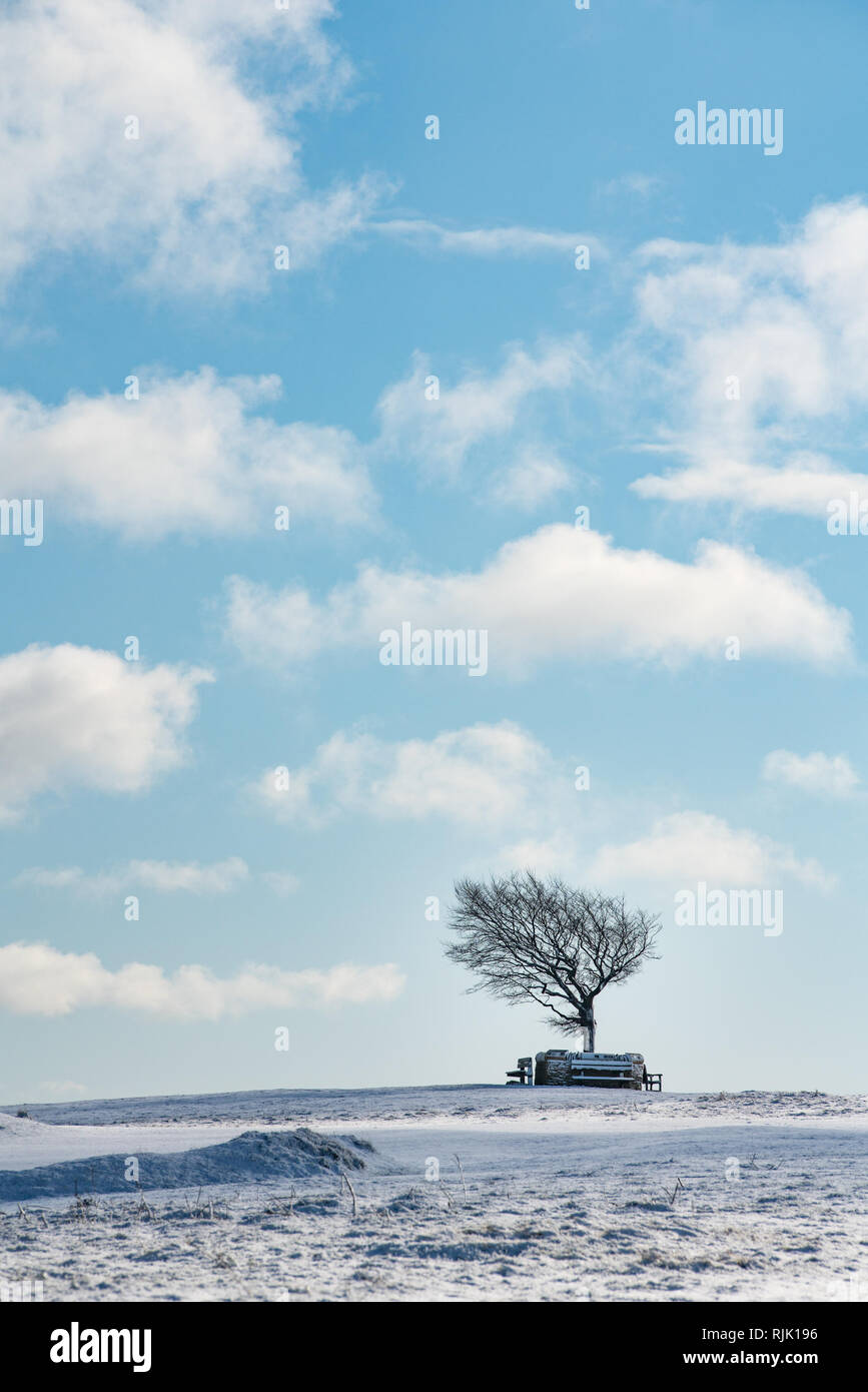 Tree across the way hi-res stock photography and images - Alamy