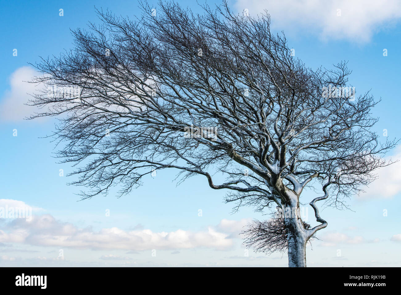 Strong wind tree blowing hi-res stock photography and images - Alamy