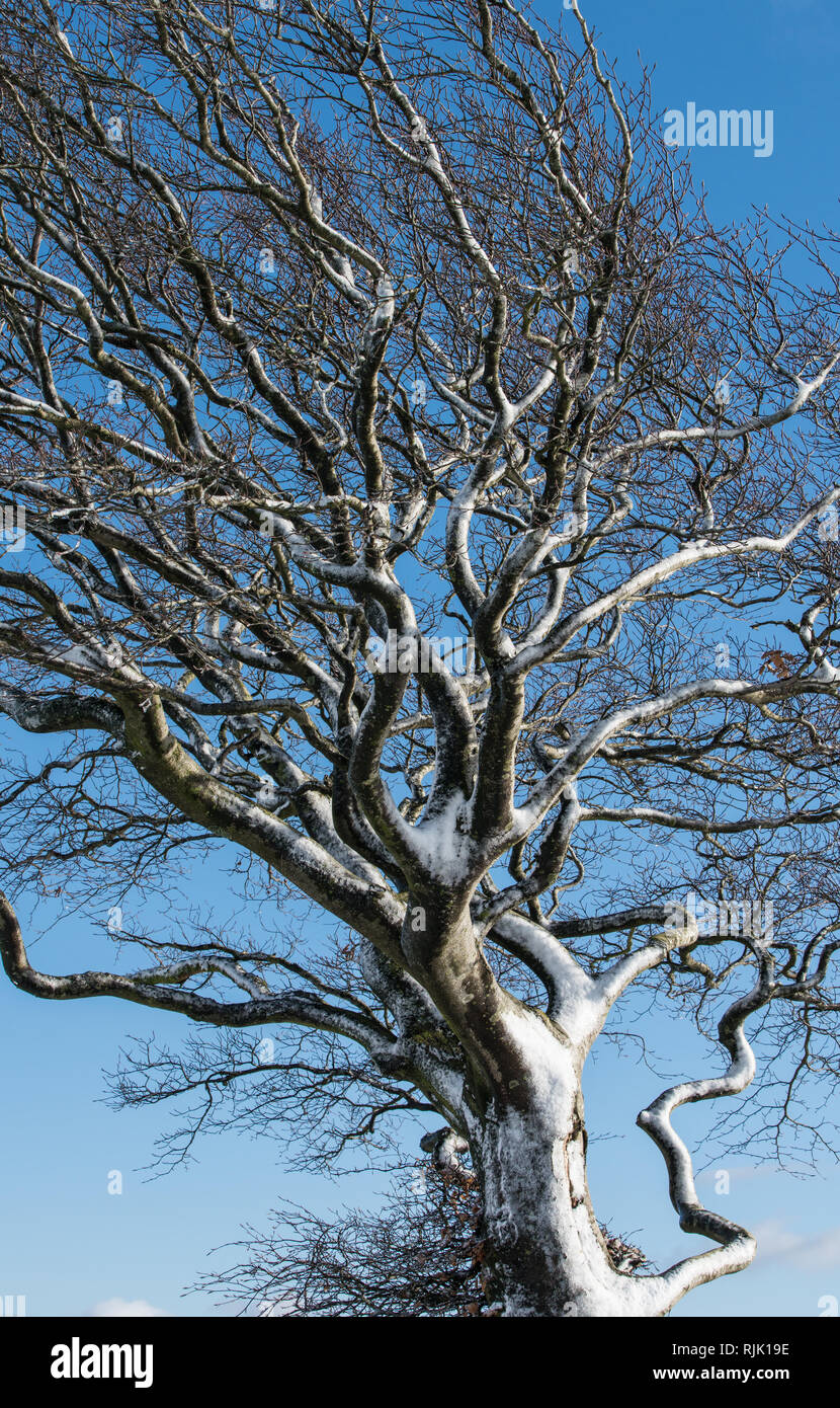 Strong Wind Tree Blowing High Resolution Stock Photography and Images ...