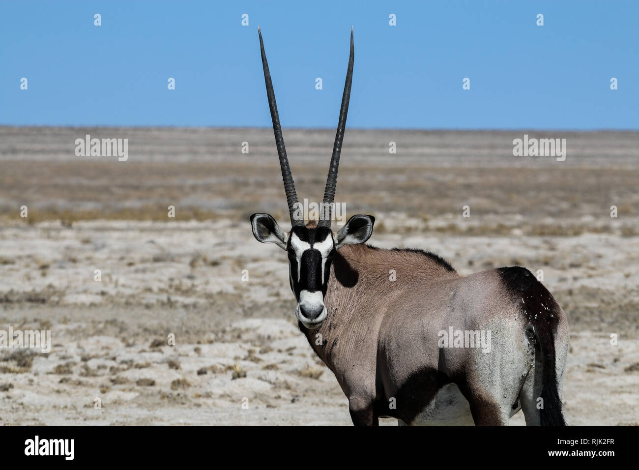 Antilope afrika hi-res stock photography and images - Alamy