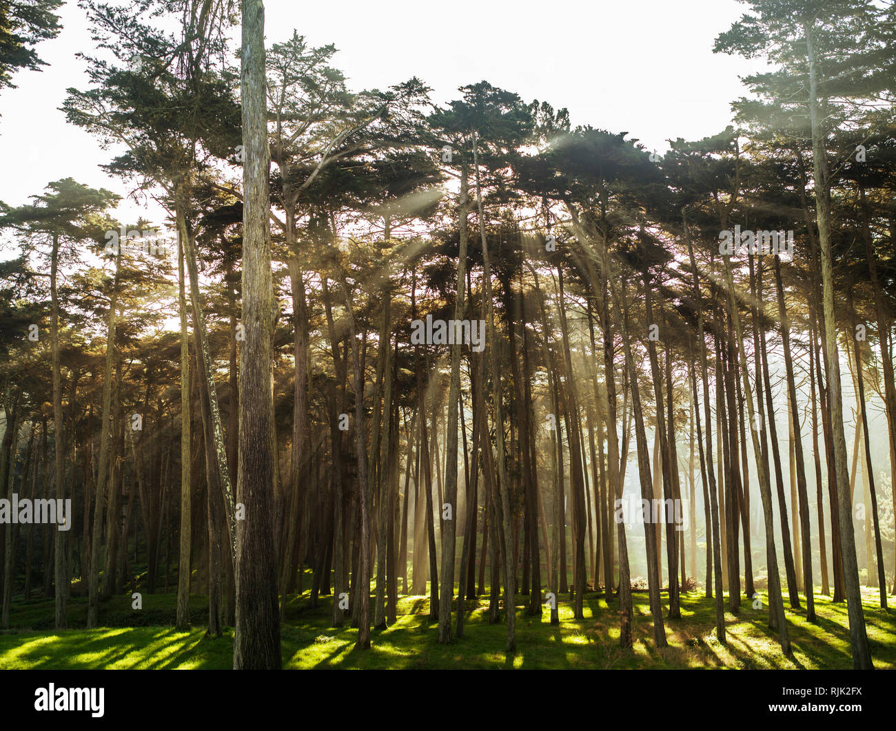 Sunlight shining through tall grass hi-res stock photography and images ...