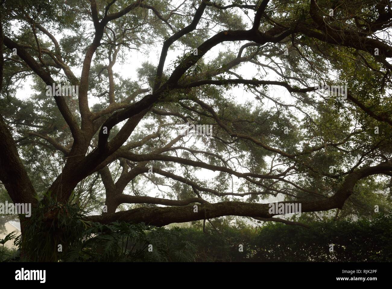 Sprawling Tree Branches High Resolution Stock Photography and Images ...