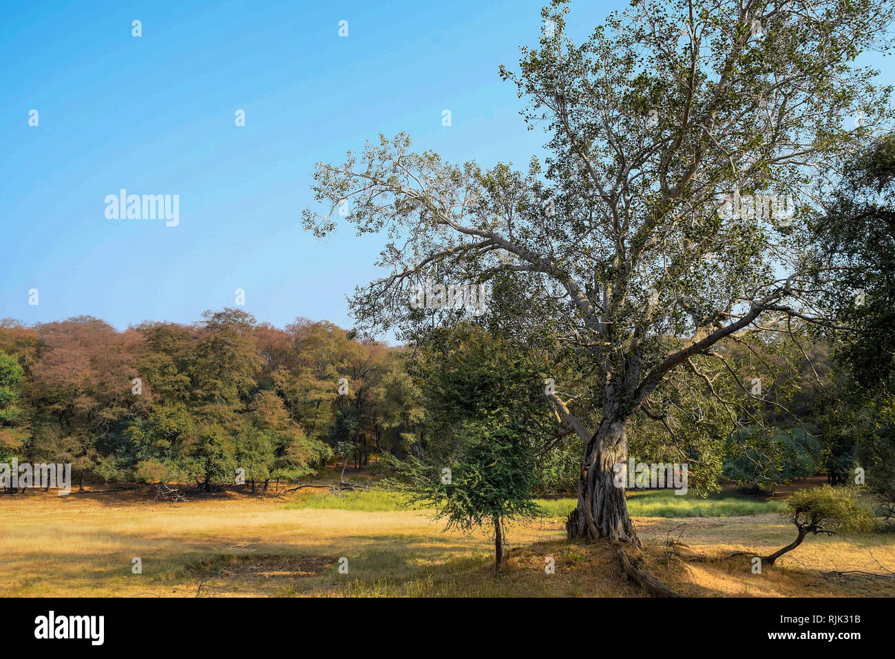 Trees in Ranthambore national park, Rajastan, India Stock Photo - Alamy