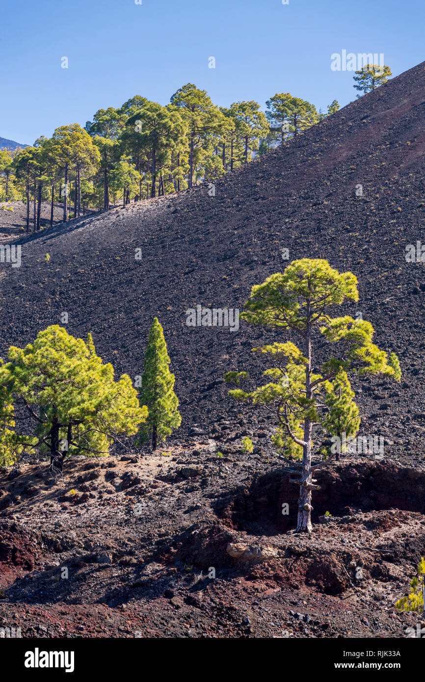 Pinus canariensis, canarian pine trees growing in the volcanic soil at ...