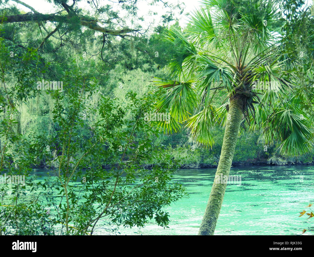 Silver Springs palm water Stock Photo - Alamy